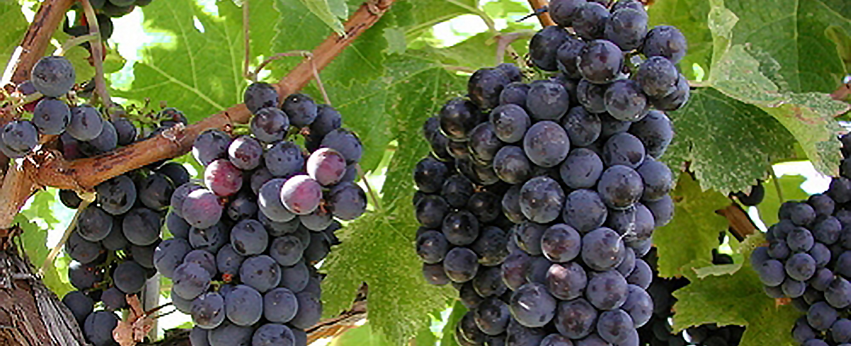 Blessing Grapes at Transfiguration - Saint Silouan Orthodox Church